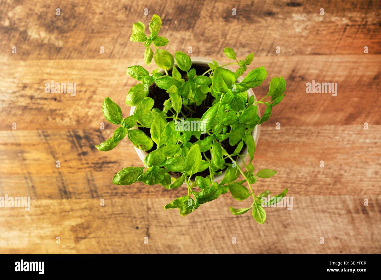 Kitchen basil hi-res stock photography and images - Alamy