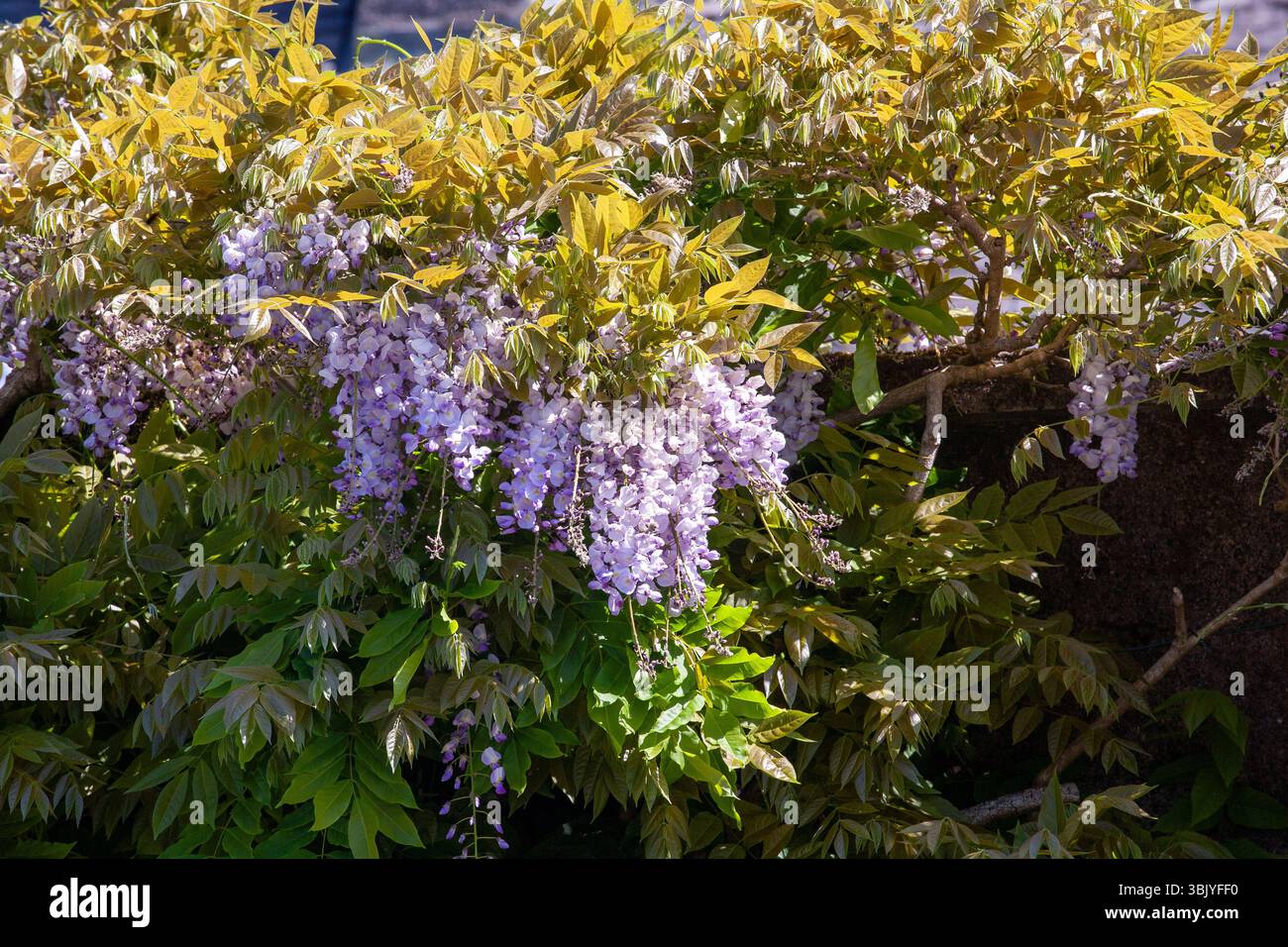 Wisteria in garden at Finlaystone Country Park Estate. Scotland. UK Stock Photo - Alamy