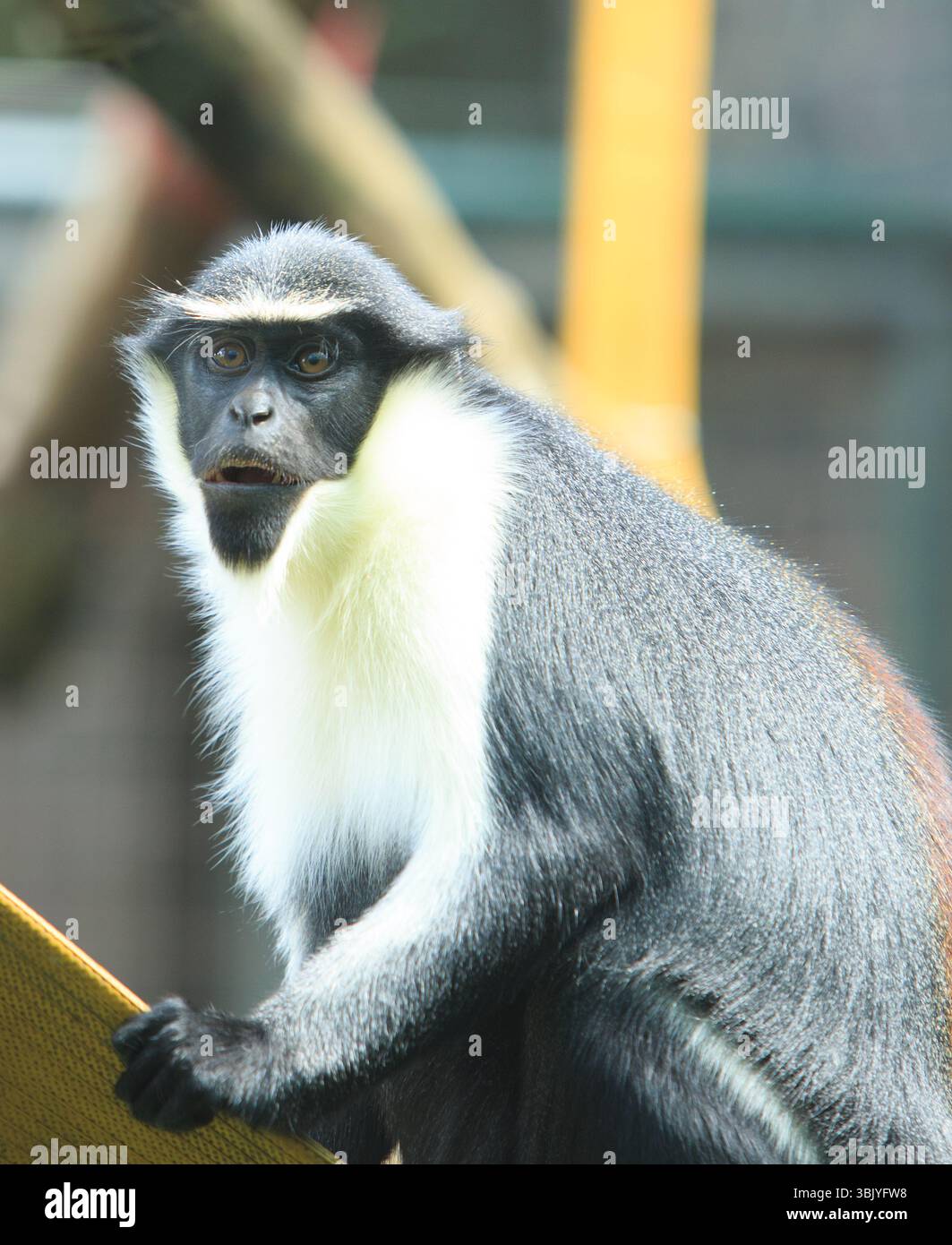 Close up of a Diana Monkey (Cercopithecus Diana) resting and looking ...
