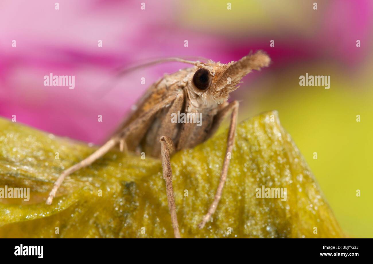 Macro shot of a moth with a proboscis Stock Photo - Alamy