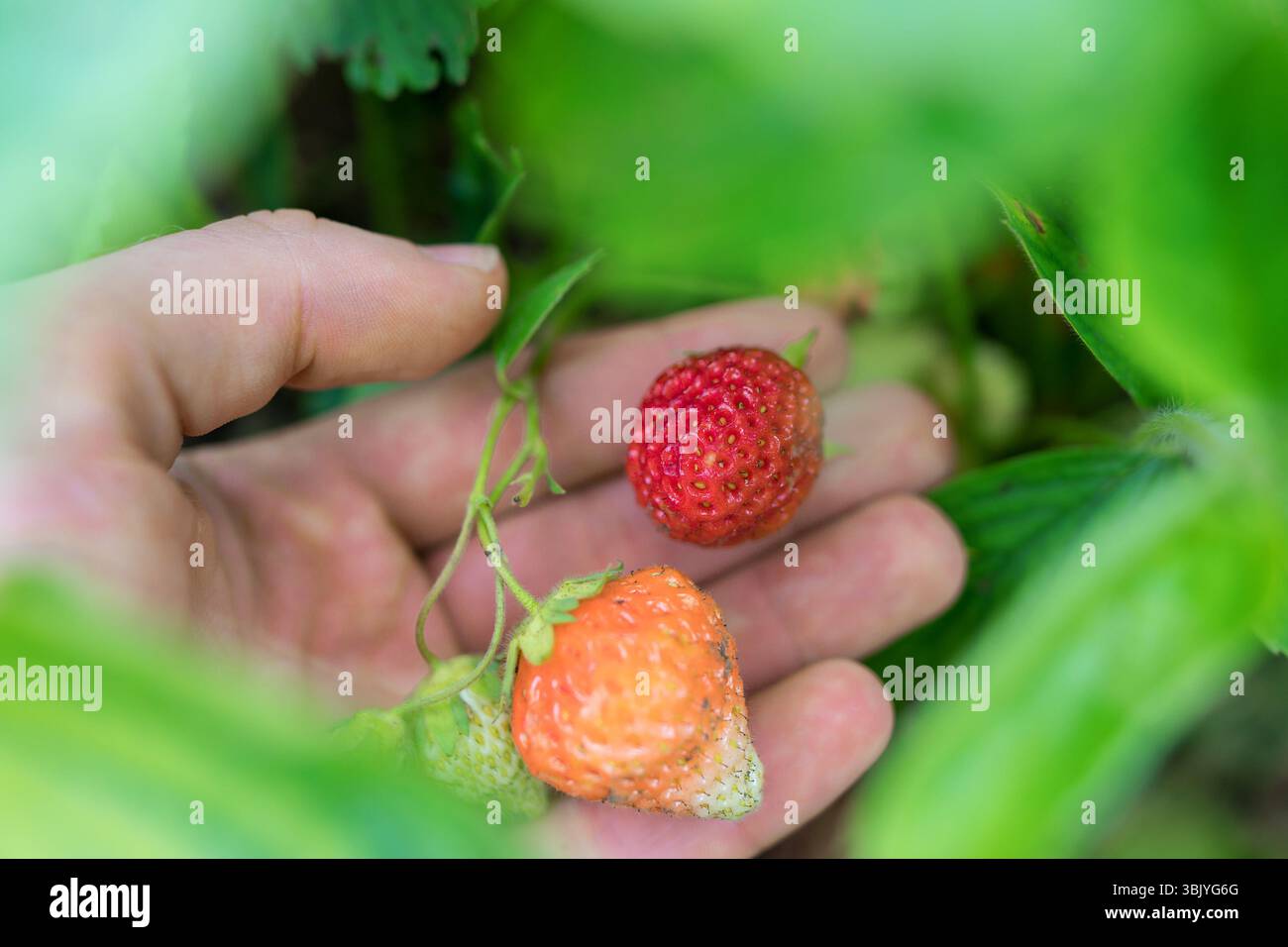 Gardener holding fresh organic berry hi-res stock photography and ...
