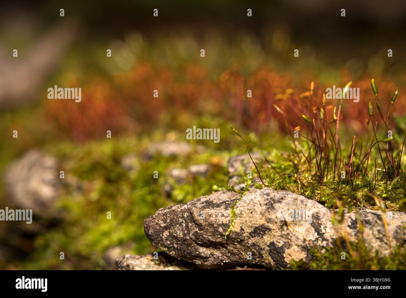Landscape shot lush forest hi-res stock photography and images - Alamy