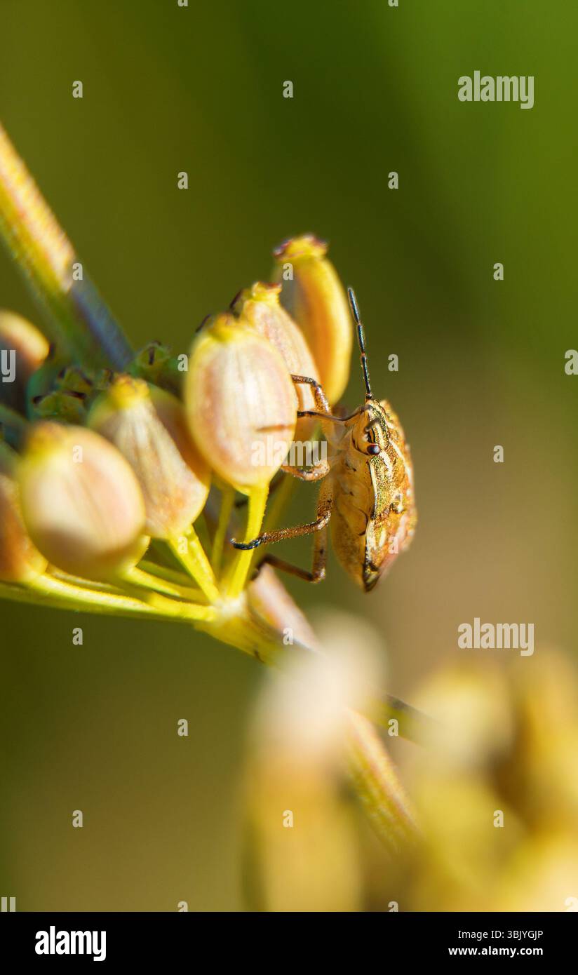 Beautiful macro shot bug hi-res stock photography and images - Alamy