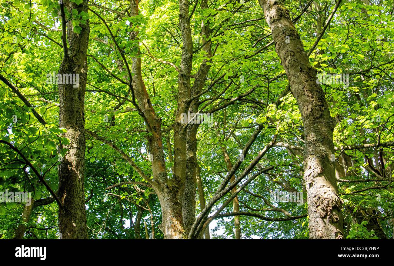 Dundee Templeton Woods with its unusual shaped trees and June sunshine ...