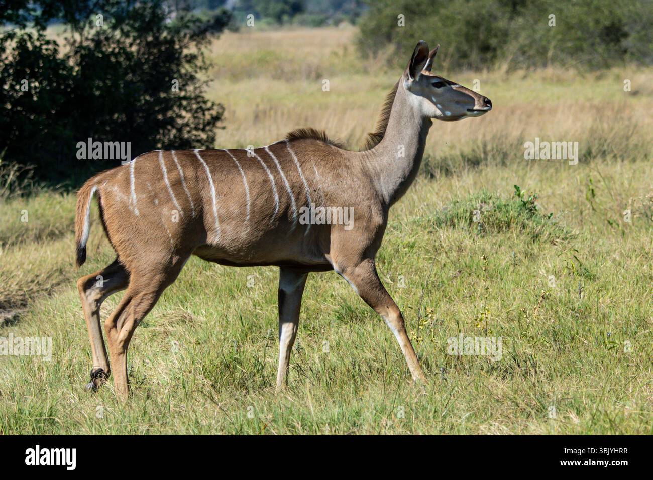 Female lesser kudu (Tragelaphus imberbis) in Tanzania, Africa Stock Photo - Alamy
