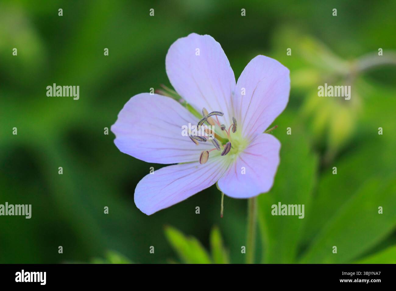 Geranium maculatum Beth Chatto. spotted cranesbill Beth Chatto ...