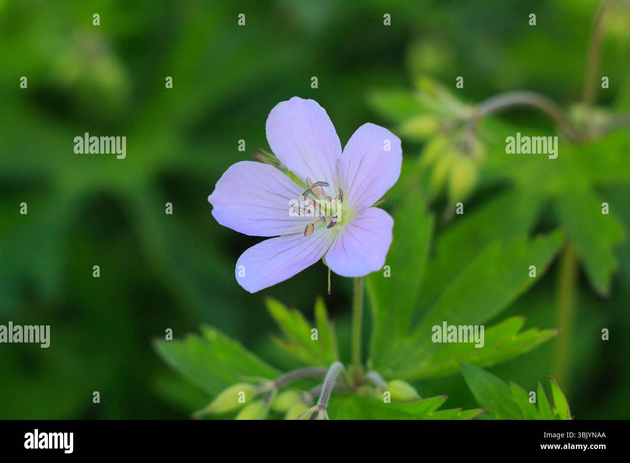 Geranium maculatum Beth Chatto. spotted cranesbill Beth Chatto ...