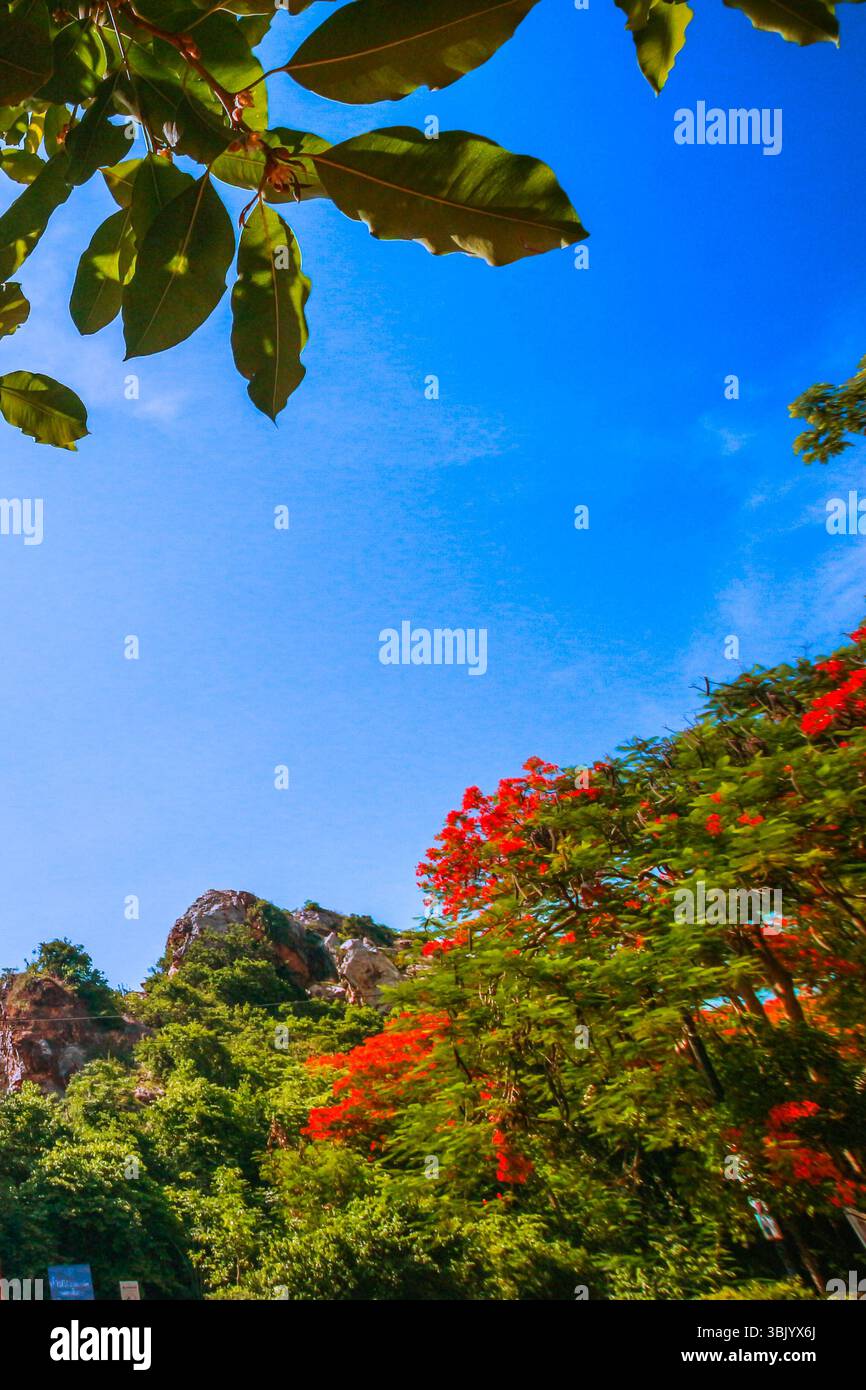 Low angle view through green leaves with red flamboyant tree in the ...