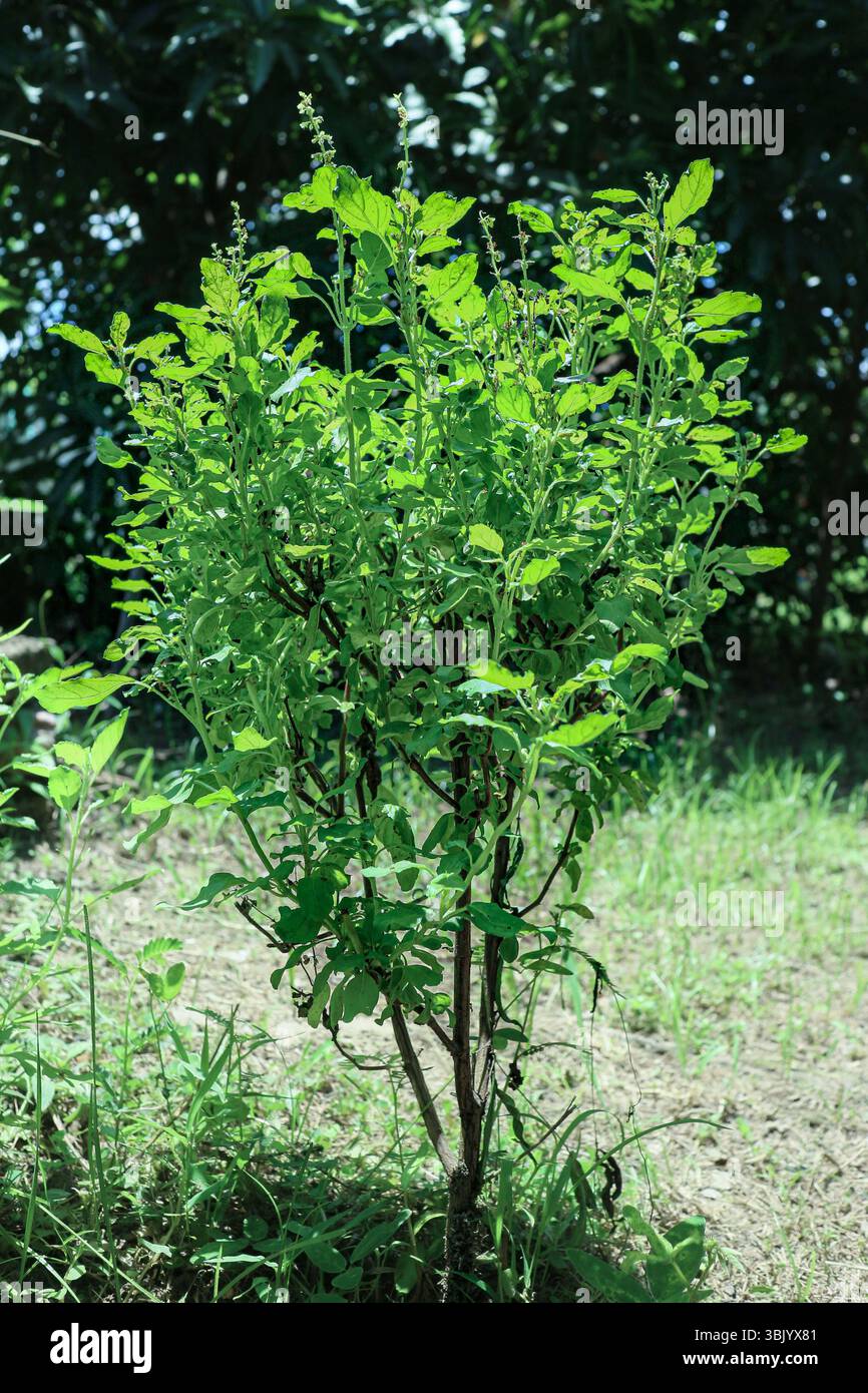 Holy basil plant blooming hi-res stock photography and images - Alamy