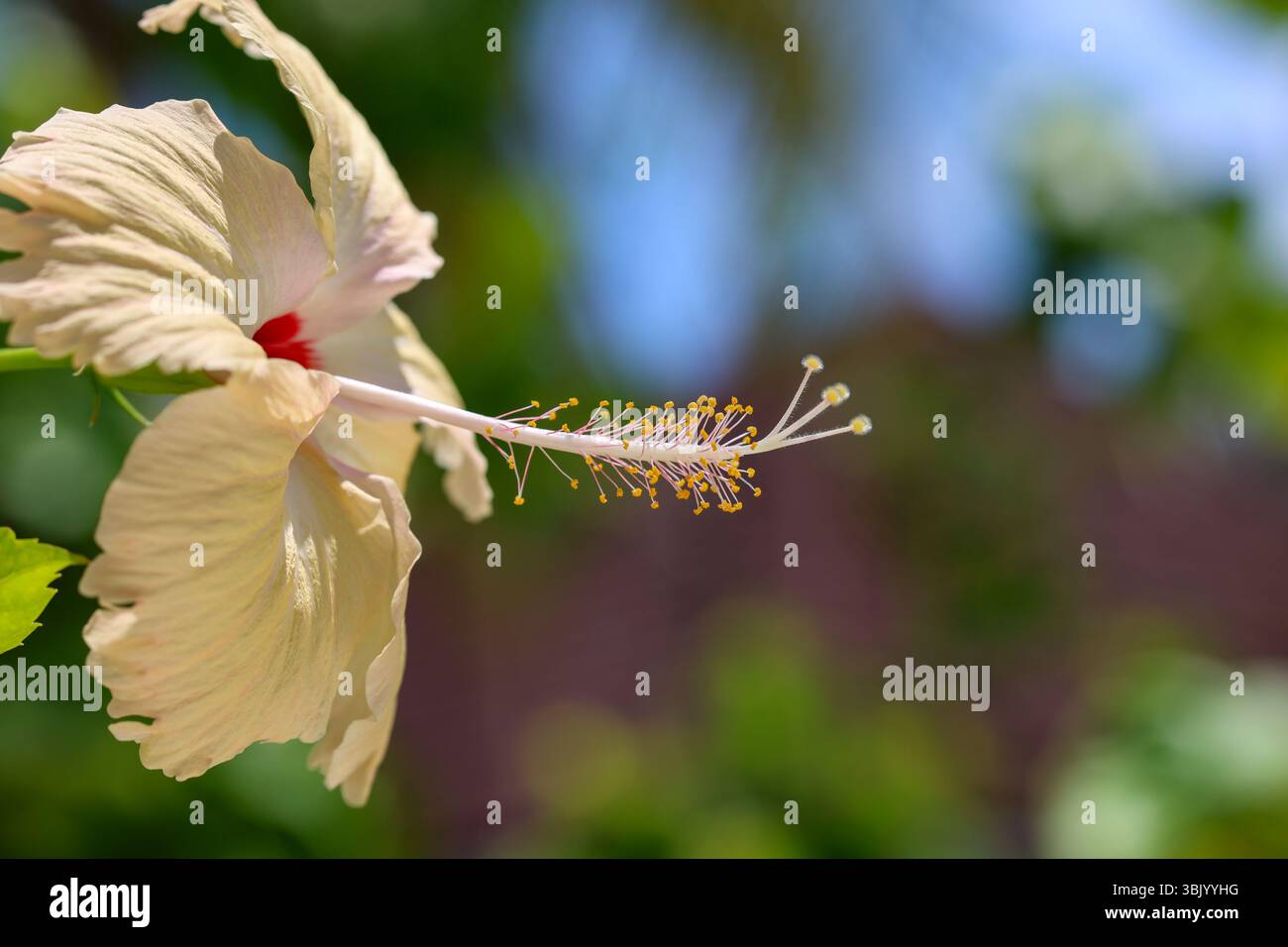 Flower stigma. reproduction period. Maldives Stock Photo - Alamy