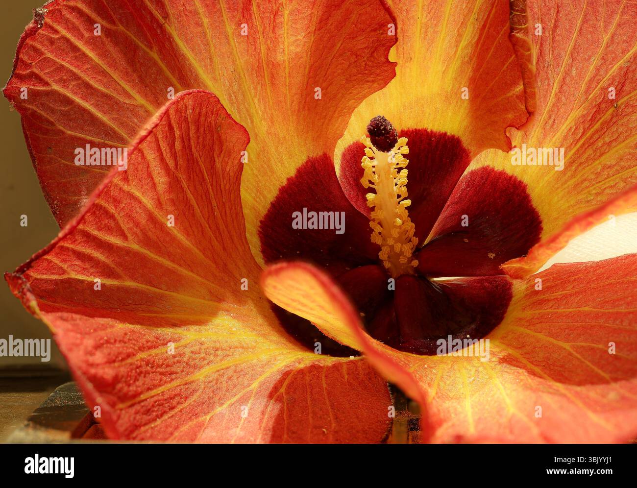 Flower stigma. reproduction period. Maldives Stock Photo - Alamy