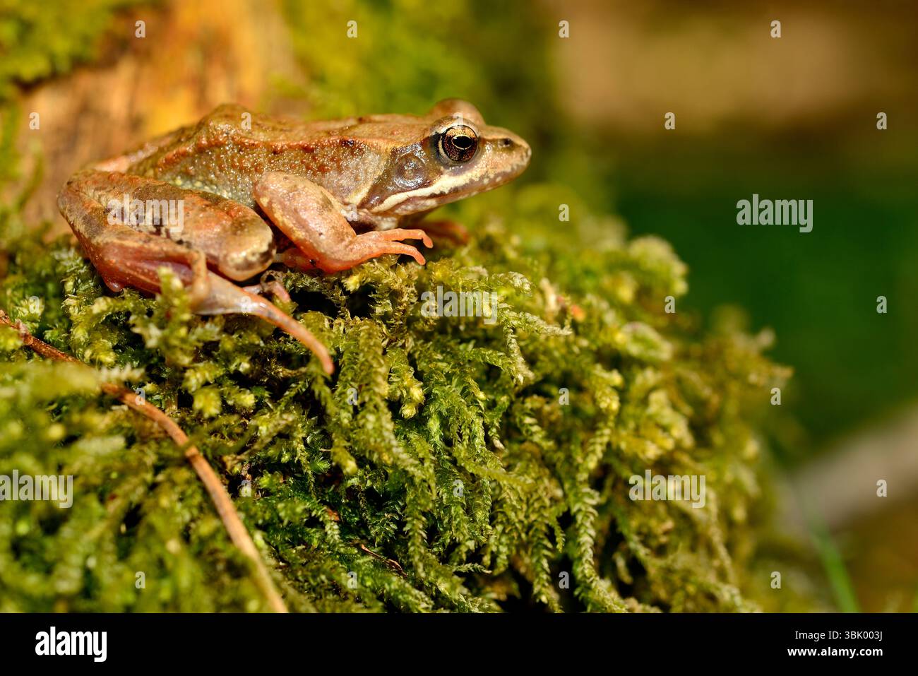 Frog in woods forest hi-res stock photography and images - Alamy