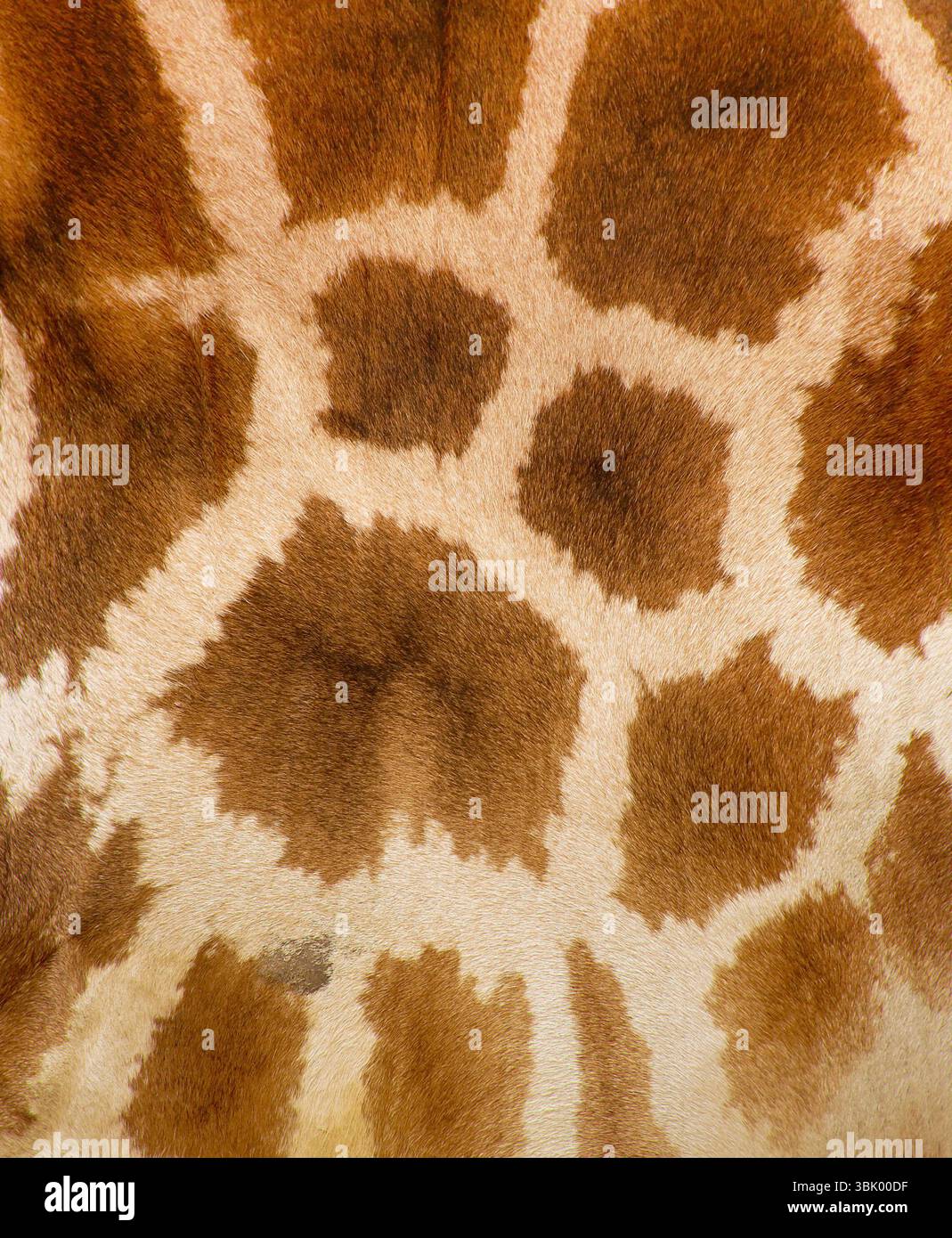 Authentic animal wool texture Stock Photo - Alamy