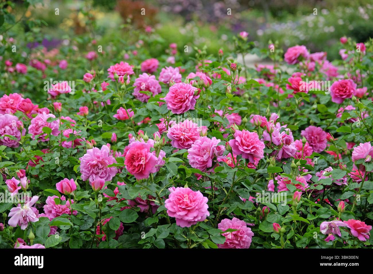 Pink shrub rose, rosa ‘Princess Anne’ in flower Stock Photo - Alamy