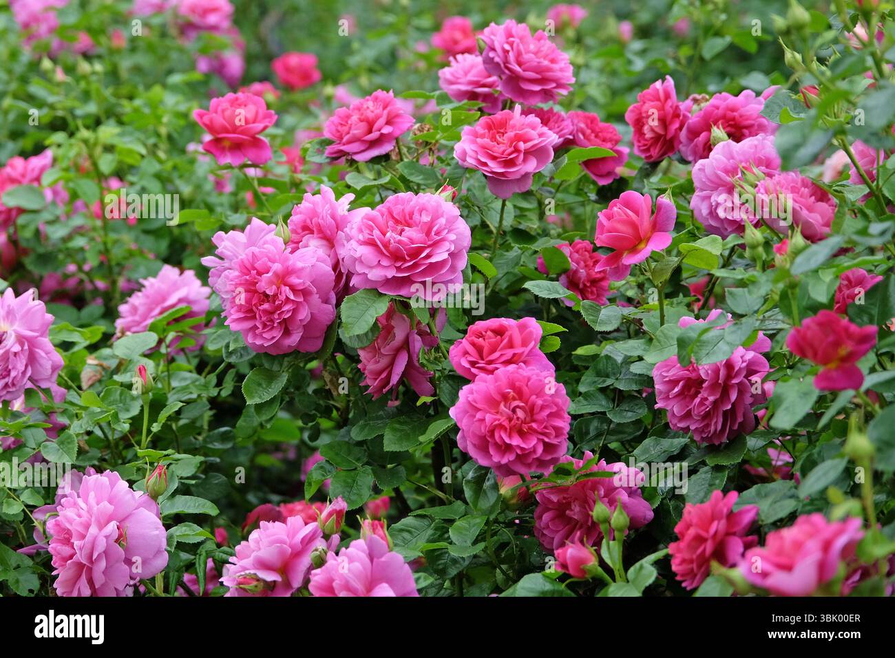 Pink shrub rose, rosa ‘Princess Anne’ in flower Stock Photo - Alamy