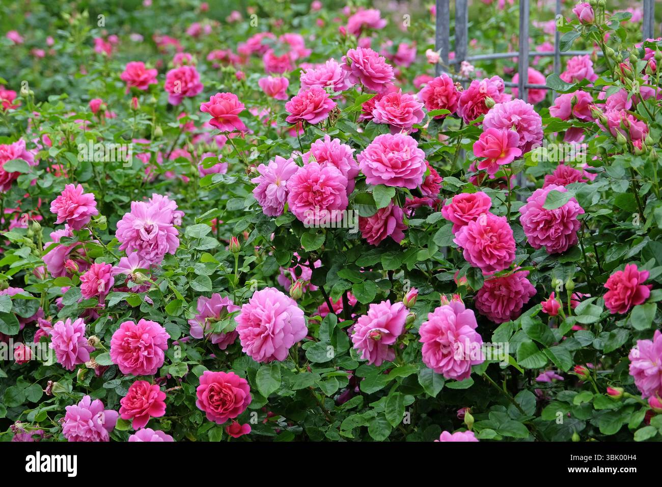 Pink shrub rose, rosa ‘Princess Anne’ in flower Stock Photo - Alamy