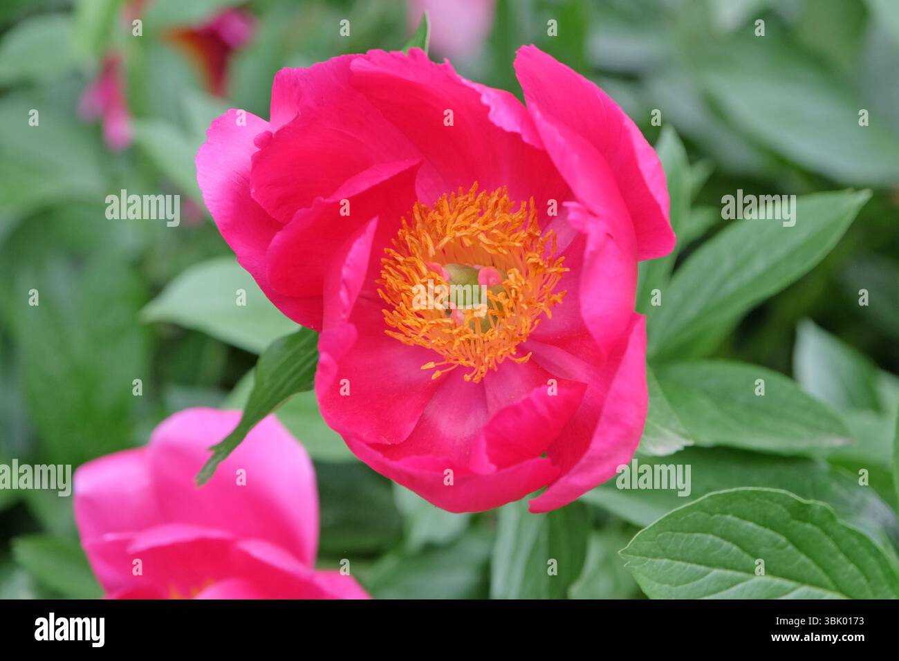 Fuchsia pink Paeonia lactiflora, peony ‘Scarlet O’Hara’ in flower Stock ...