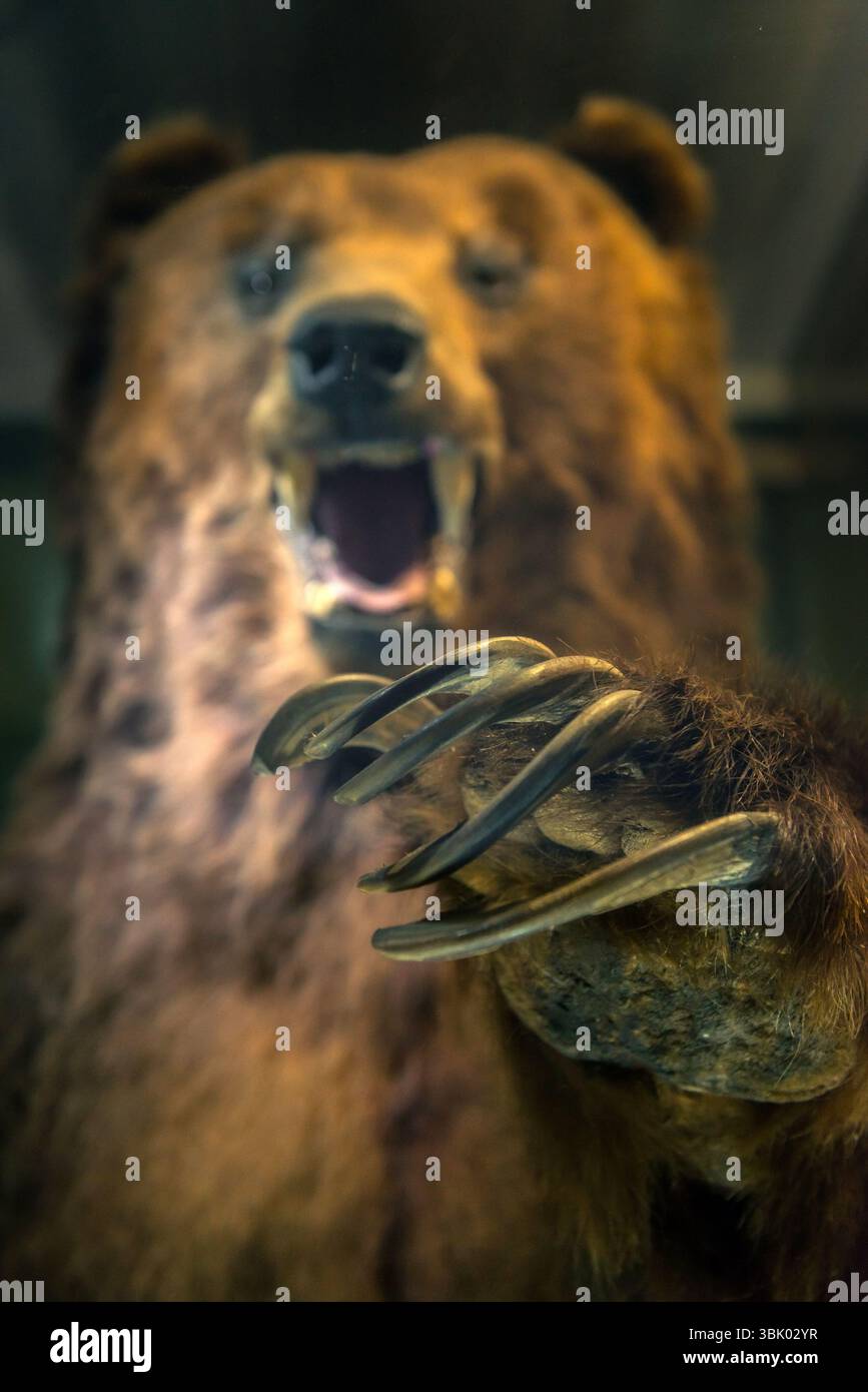 Dangerous bear ready to hunt with scary claws Stock Photo - Alamy
