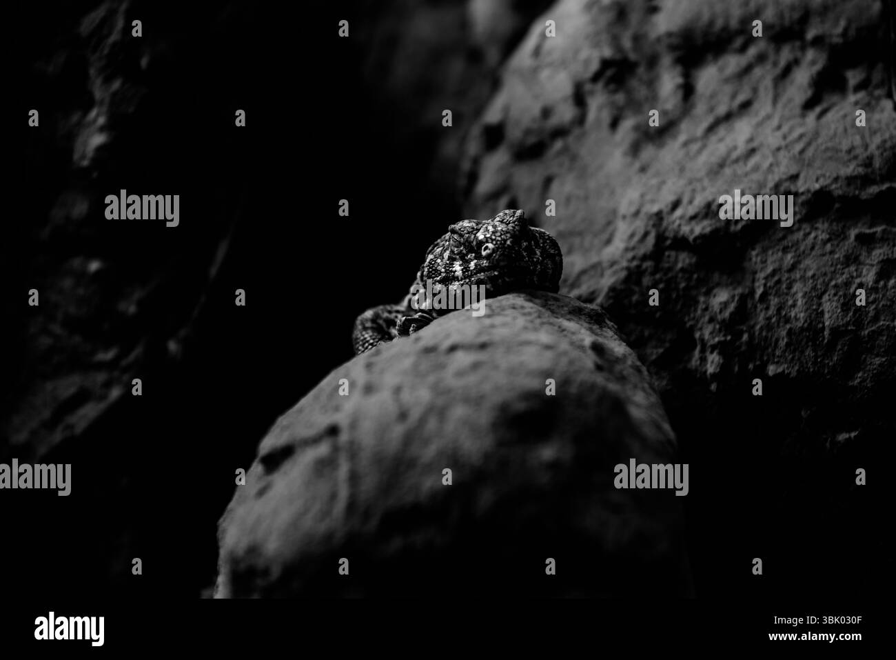 Adult on rock Black and White Stock Photos & Images - Alamy