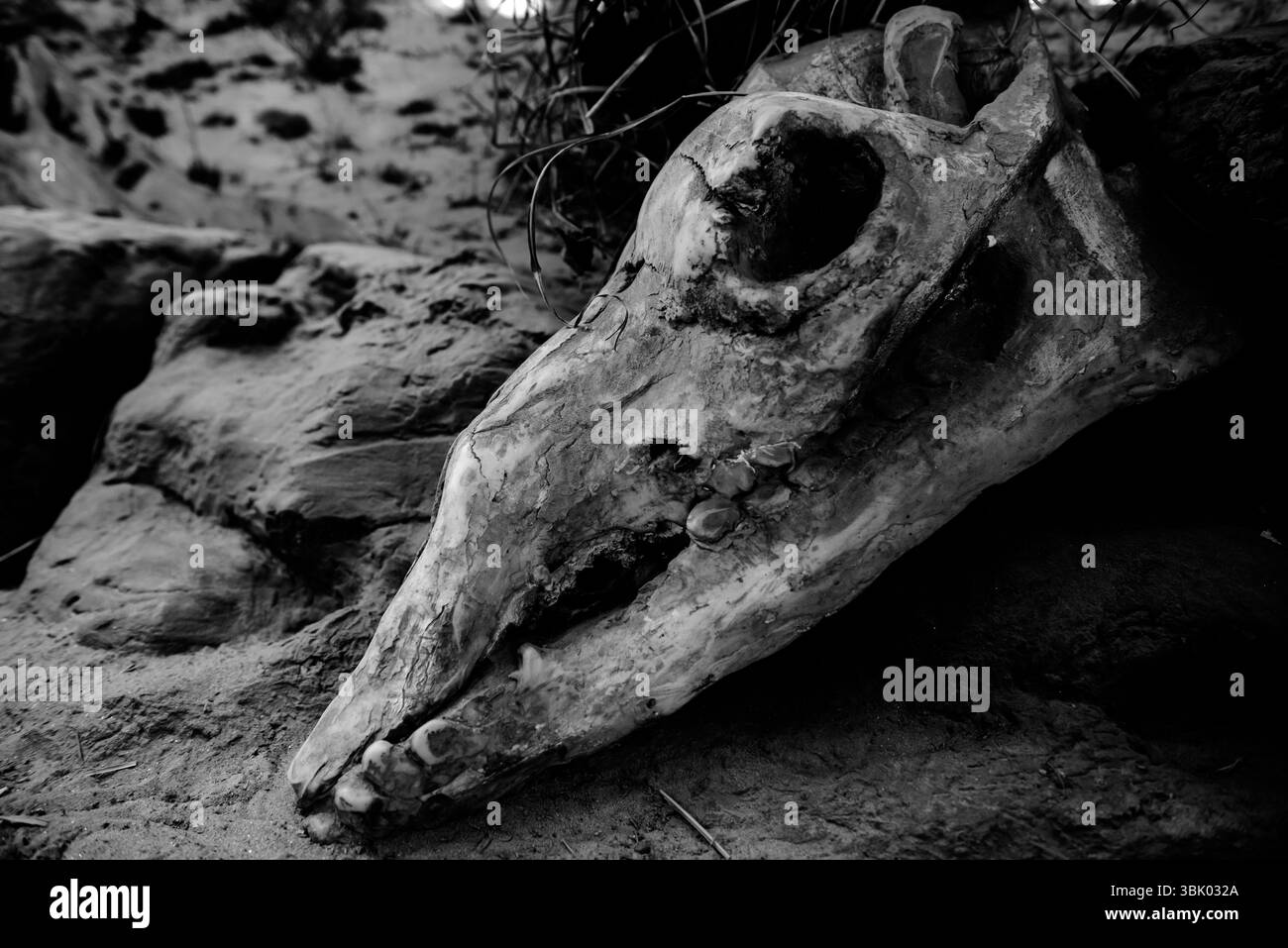 Skull bull cow animal on Black and White Stock Photos & Images - Alamy