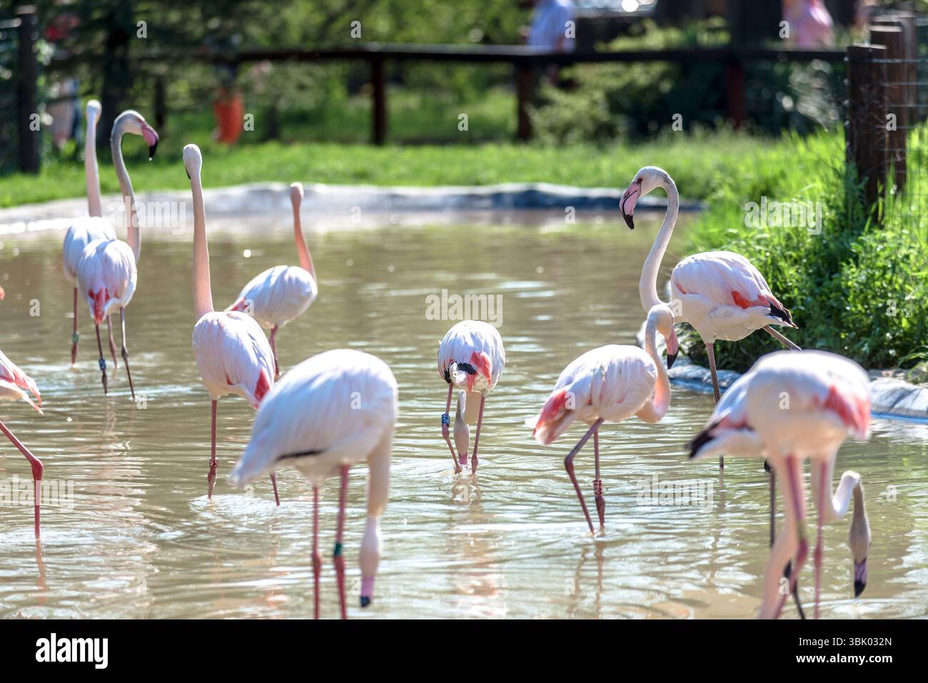 Beautiful pink flamingos in water hi-res stock photography and images ...