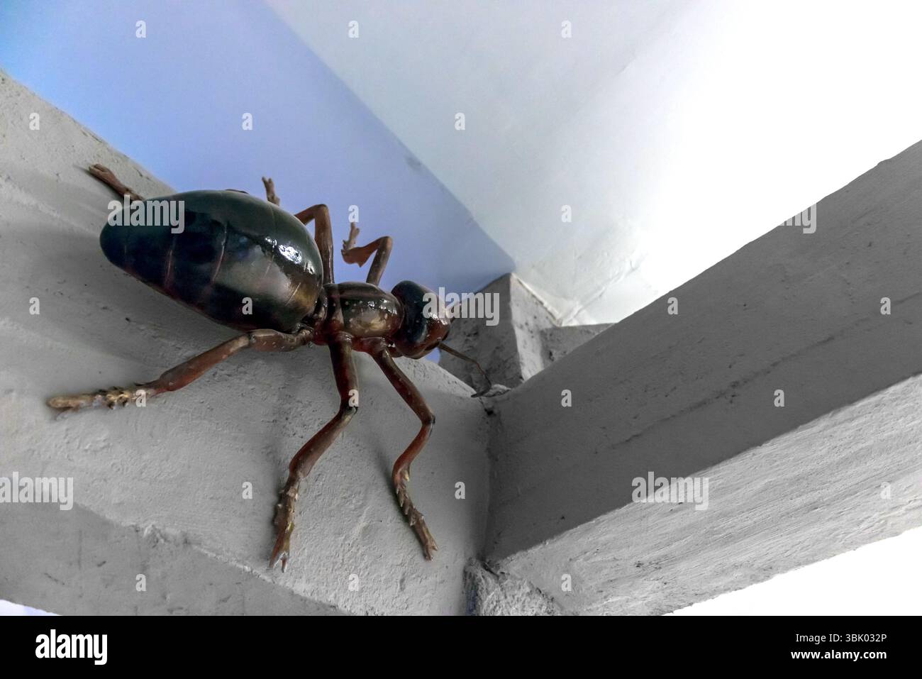 Closeup hymenopteran hi-res stock photography and images - Alamy