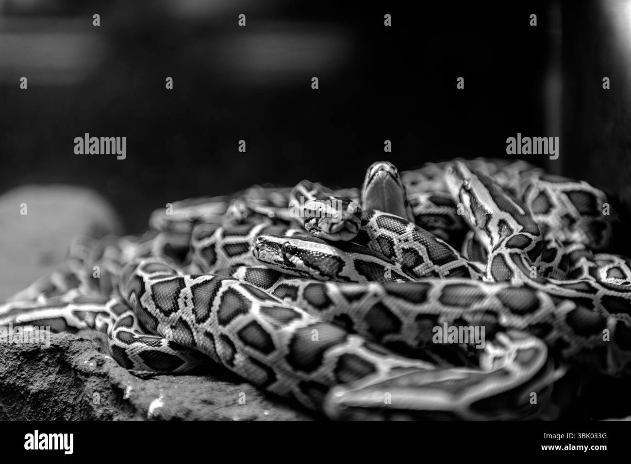 Pack of snakes hi-res stock photography and images - Alamy