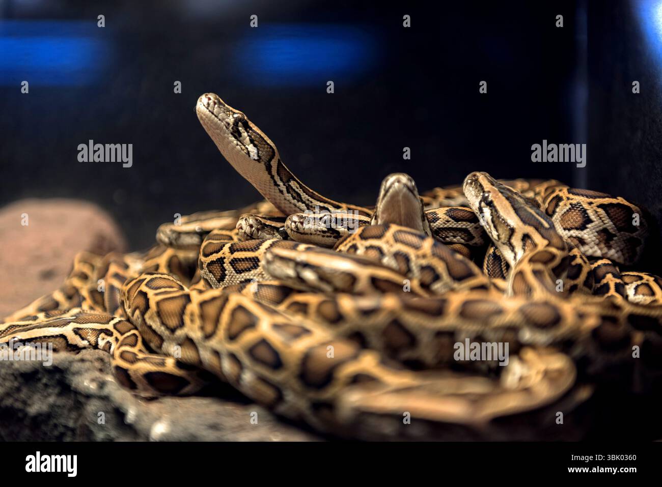 Large pack of young snakes closeup photo Stock Photo - Alamy
