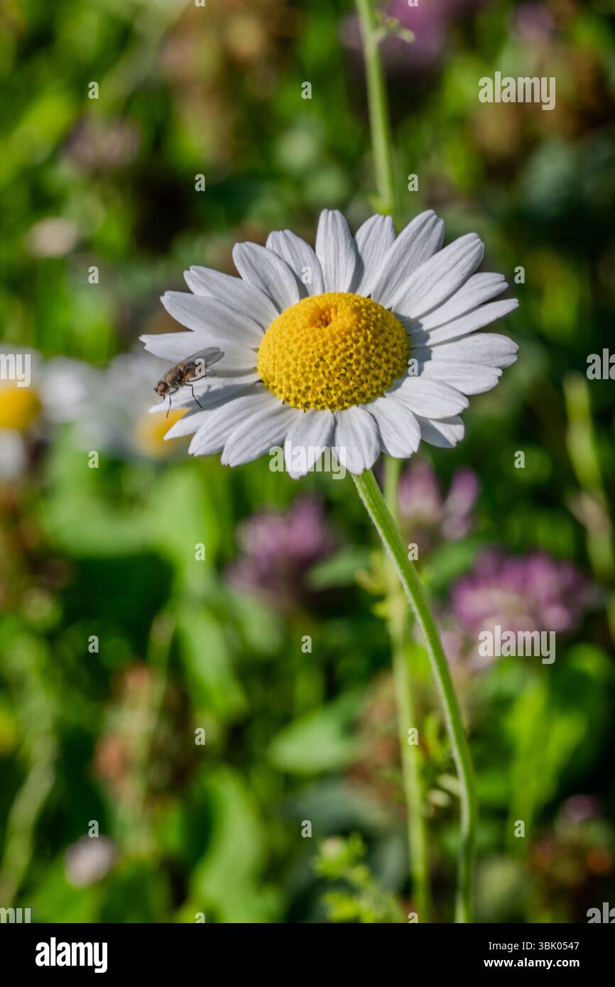 Daisy flower with insect on it Bad Hofgastein Garden Salzburg Austria ...
