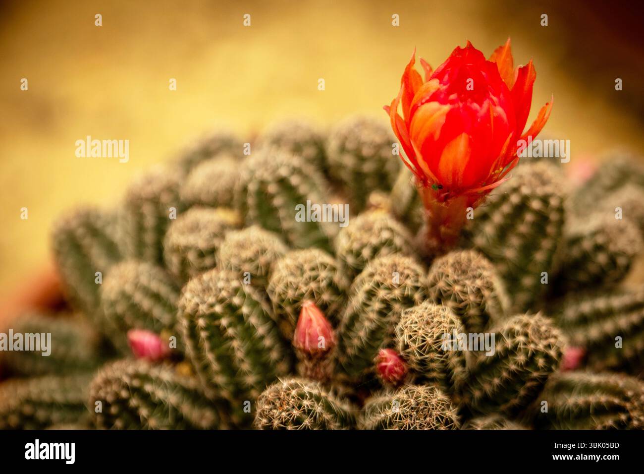 Forming miniature spiked cones hi-res stock photography and images - Alamy