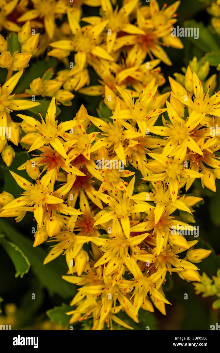 Natural very close up flowering plant portrait of star-like Sedum ...