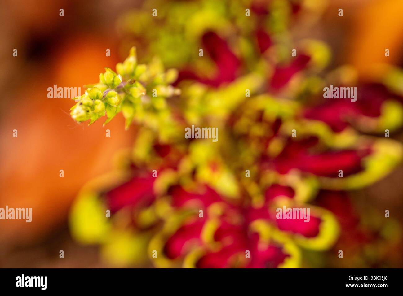 Stunning colourful natural patterns of Coleus Scutellaroioides ‘Fire ...