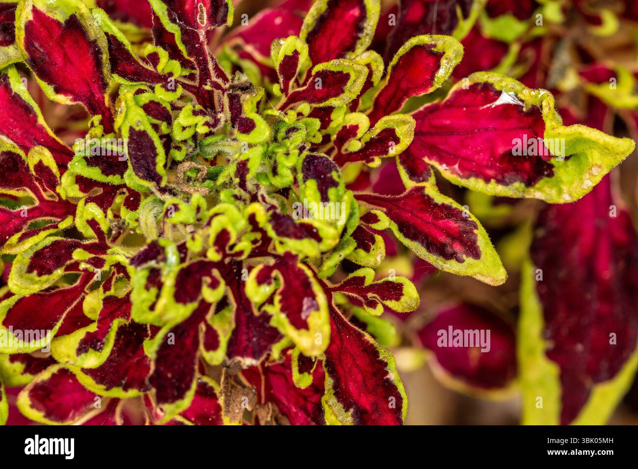 Stunning colourful natural patterns of Coleus Scutellaroioides ‘Fire ...