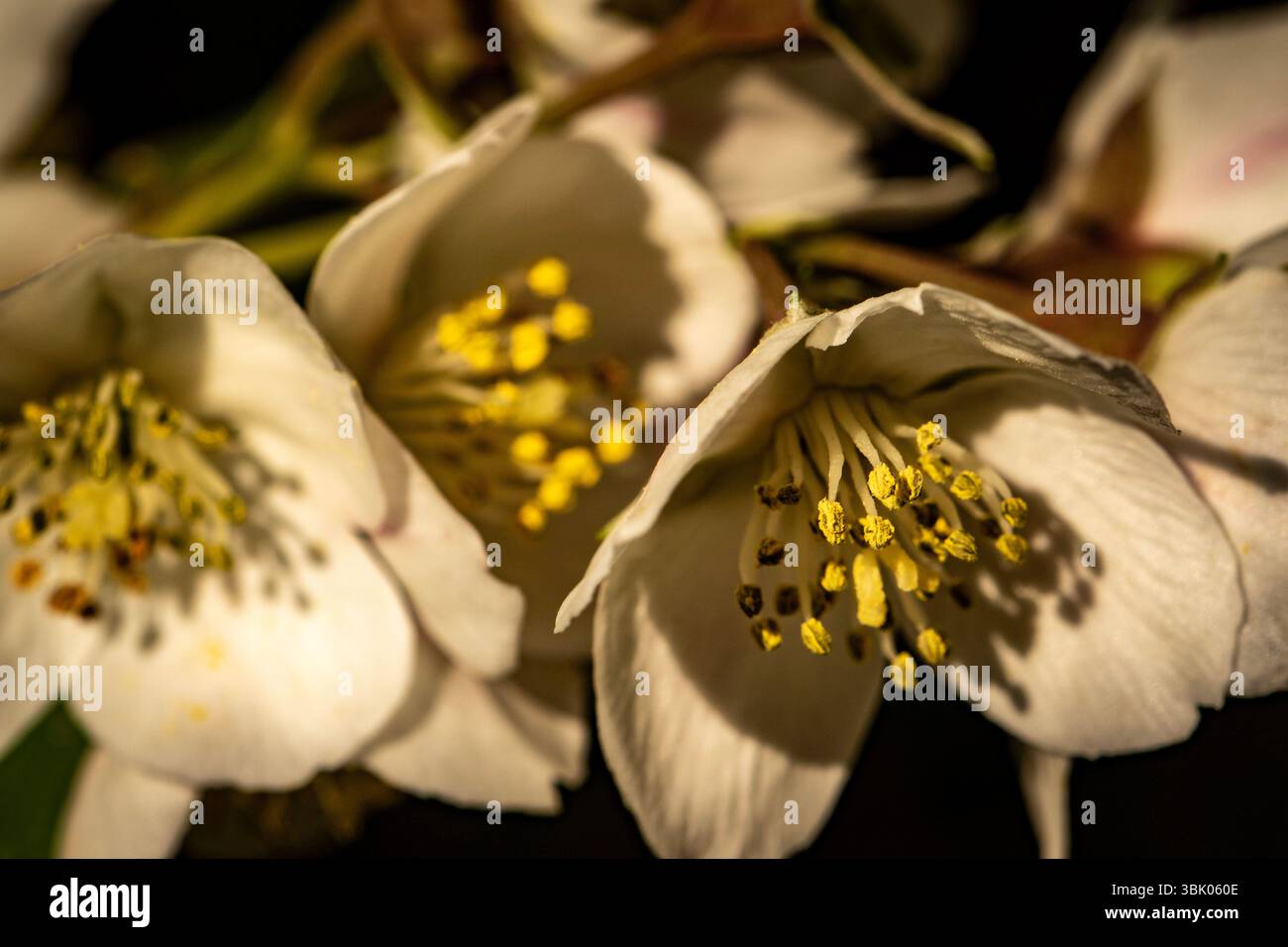 May be susceptible to powdery mildews hi-res stock photography and ...