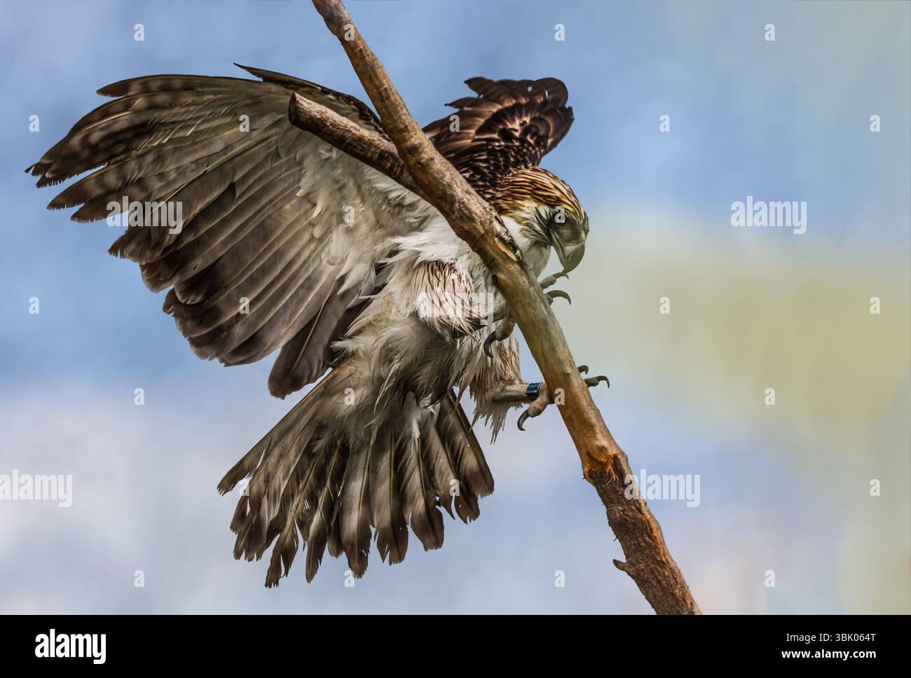 A Philippine Eagle landing on a tree Stock Photo - Alamy
