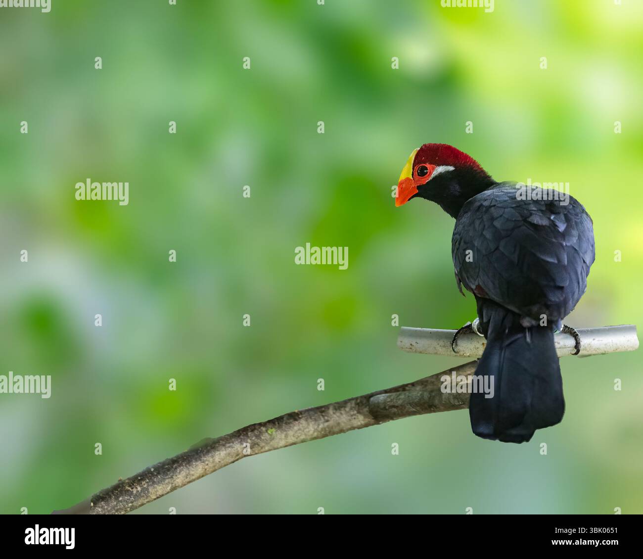 Head violet turaco plantain hi-res stock photography and images - Alamy