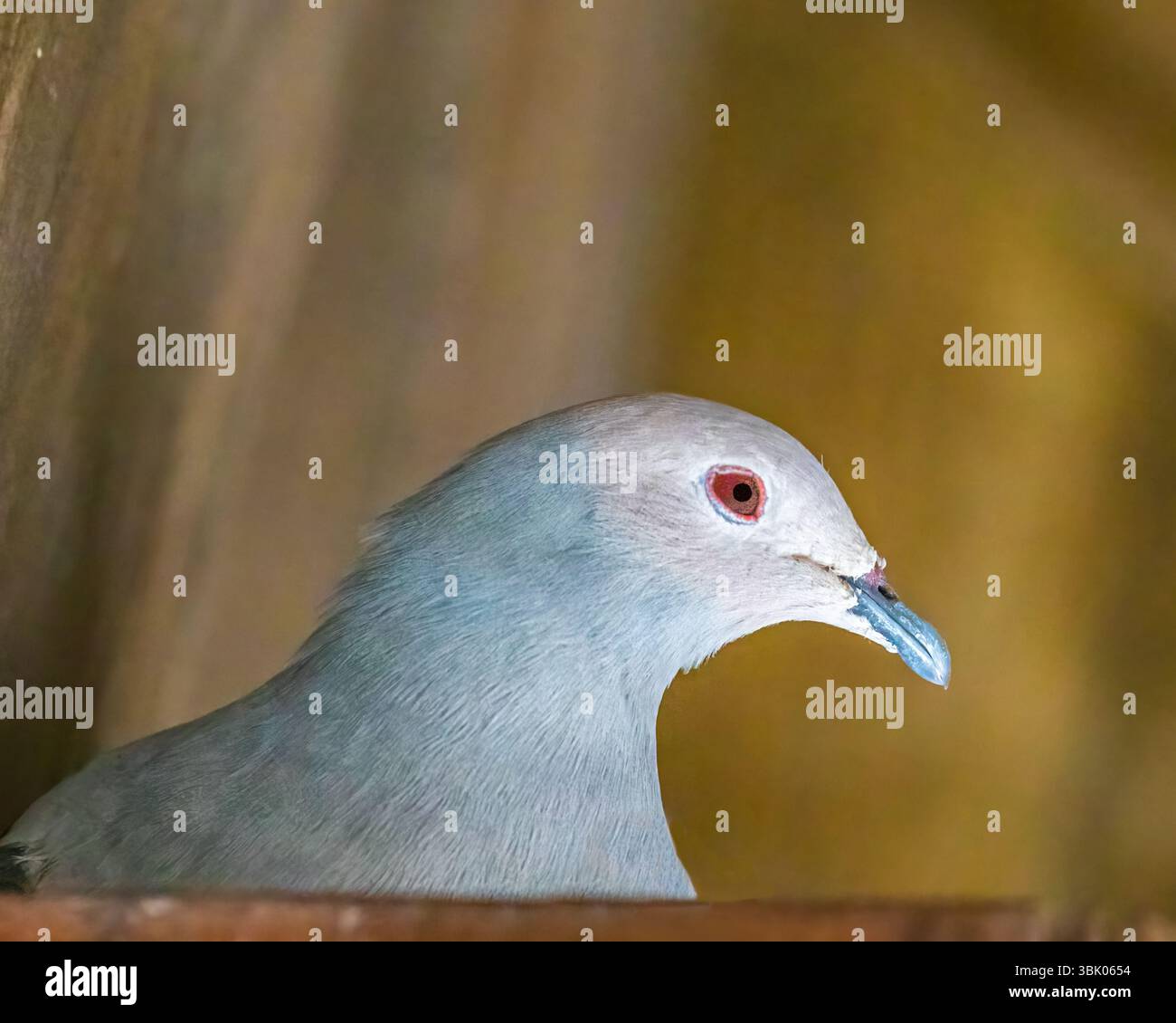 Fancy breed of pigeon hi-res stock photography and images - Alamy