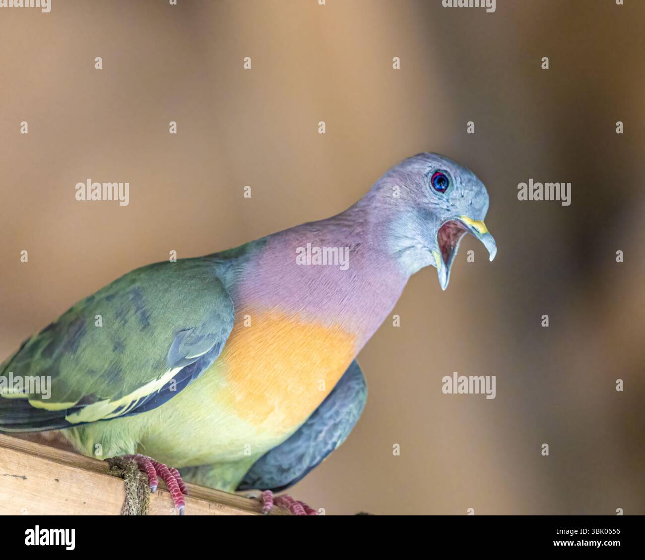 A Pink necked green pigeon with open mouth Stock Photo - Alamy