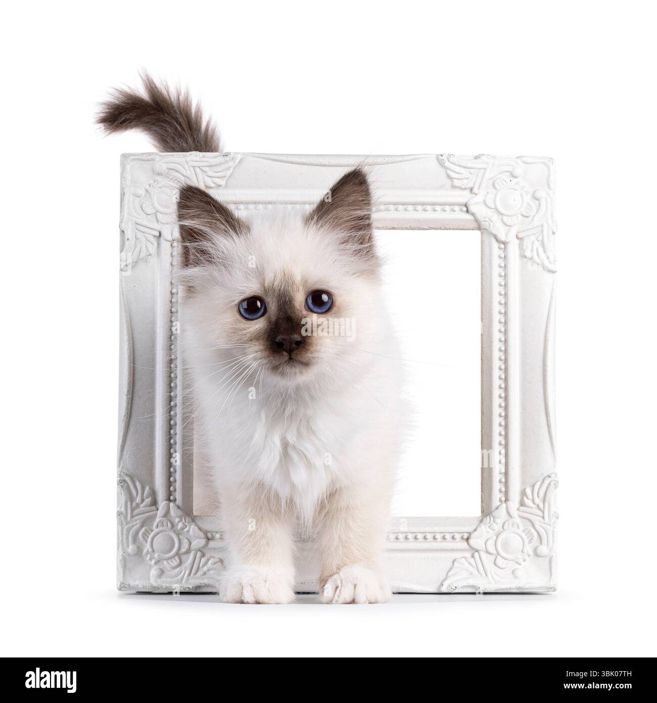 Adorable seal point Sacred Birman cat kitten, standing through image ...