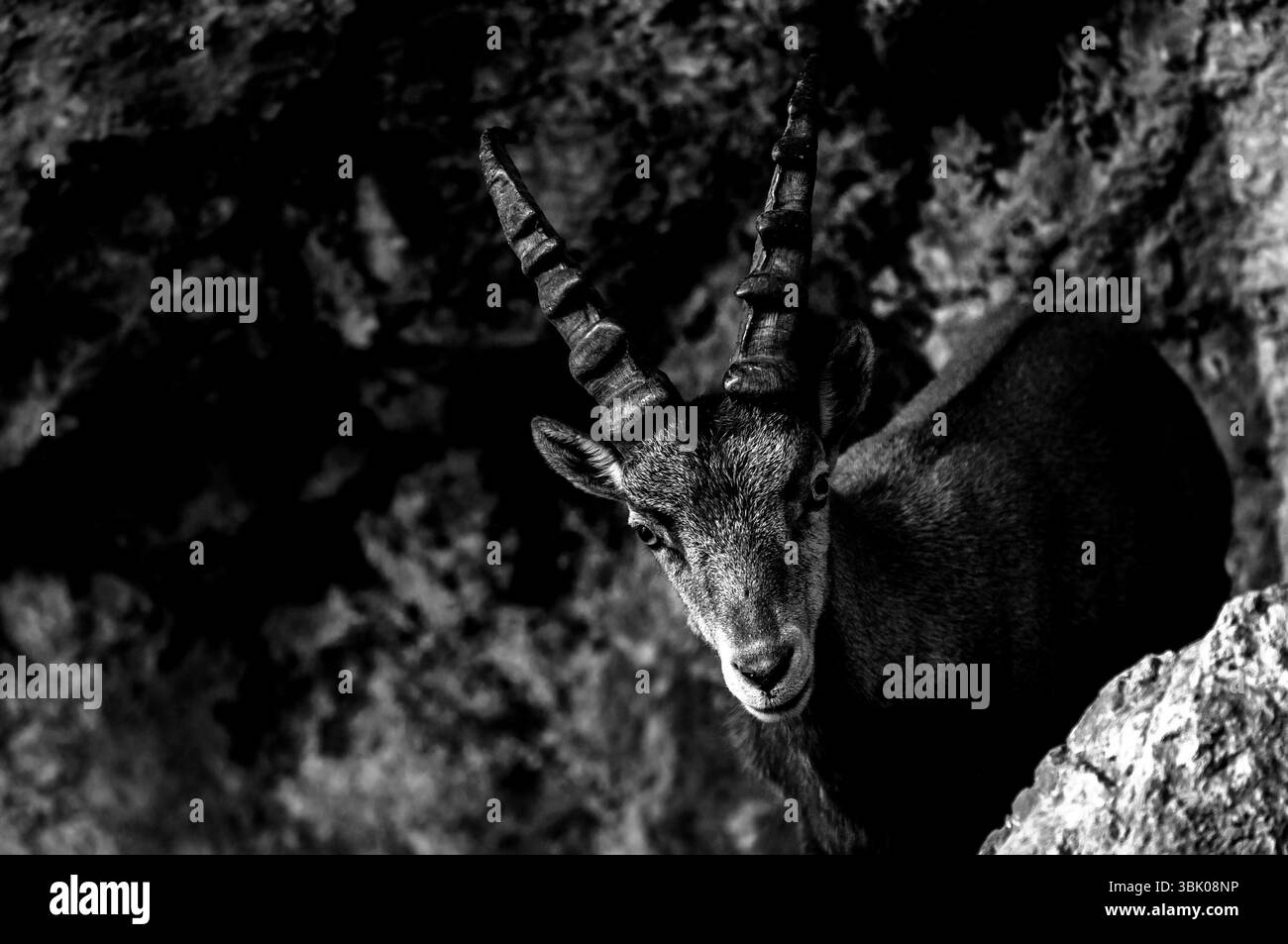 Wild goat on the mountain side Stock Photo - Alamy