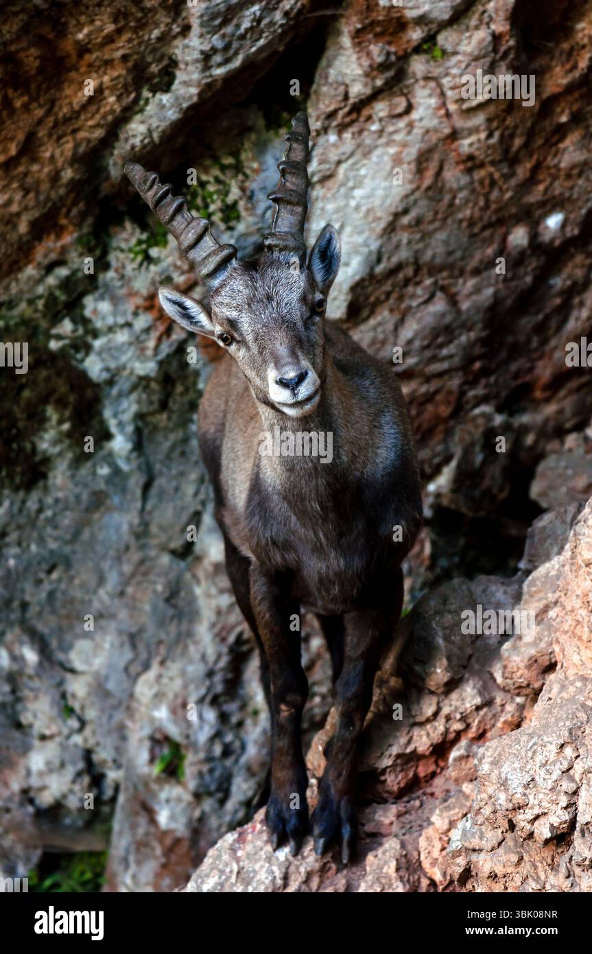 Goat on rock mountain close hi-res stock photography and images - Alamy