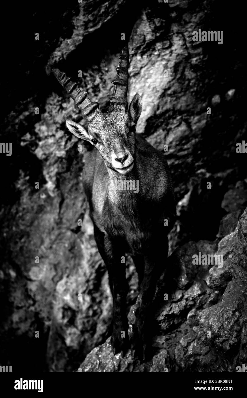 Goat on rock Black and White Stock Photos & Images - Alamy