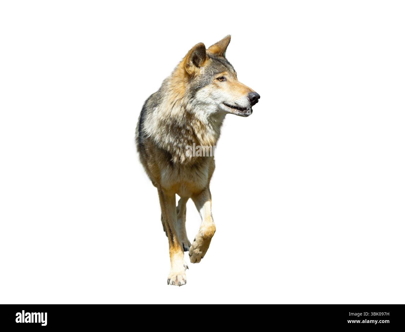 Wolf running Cut Out Stock Images & Pictures - Alamy