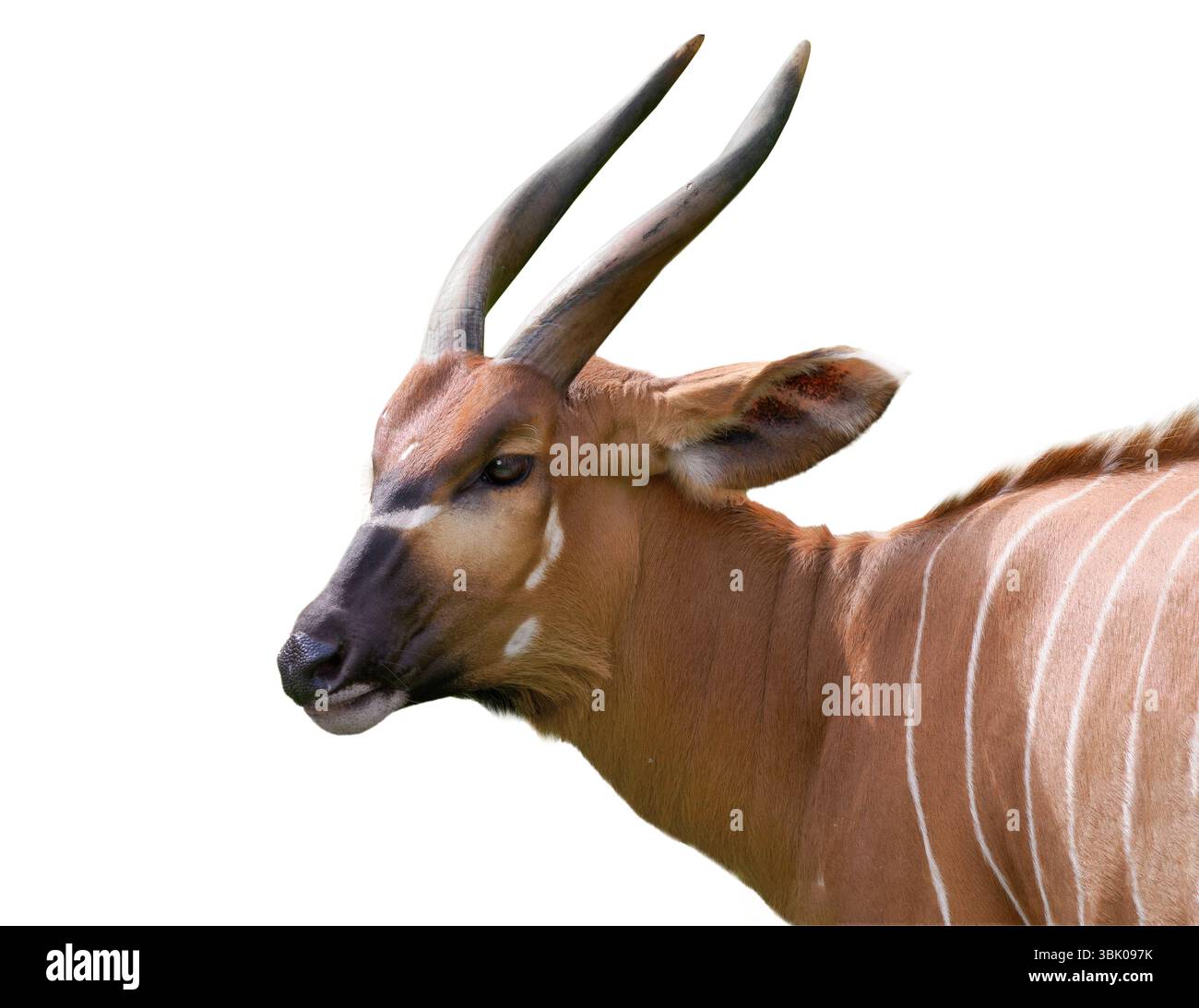 mountain bongo isolated on white background Stock Photo - Alamy