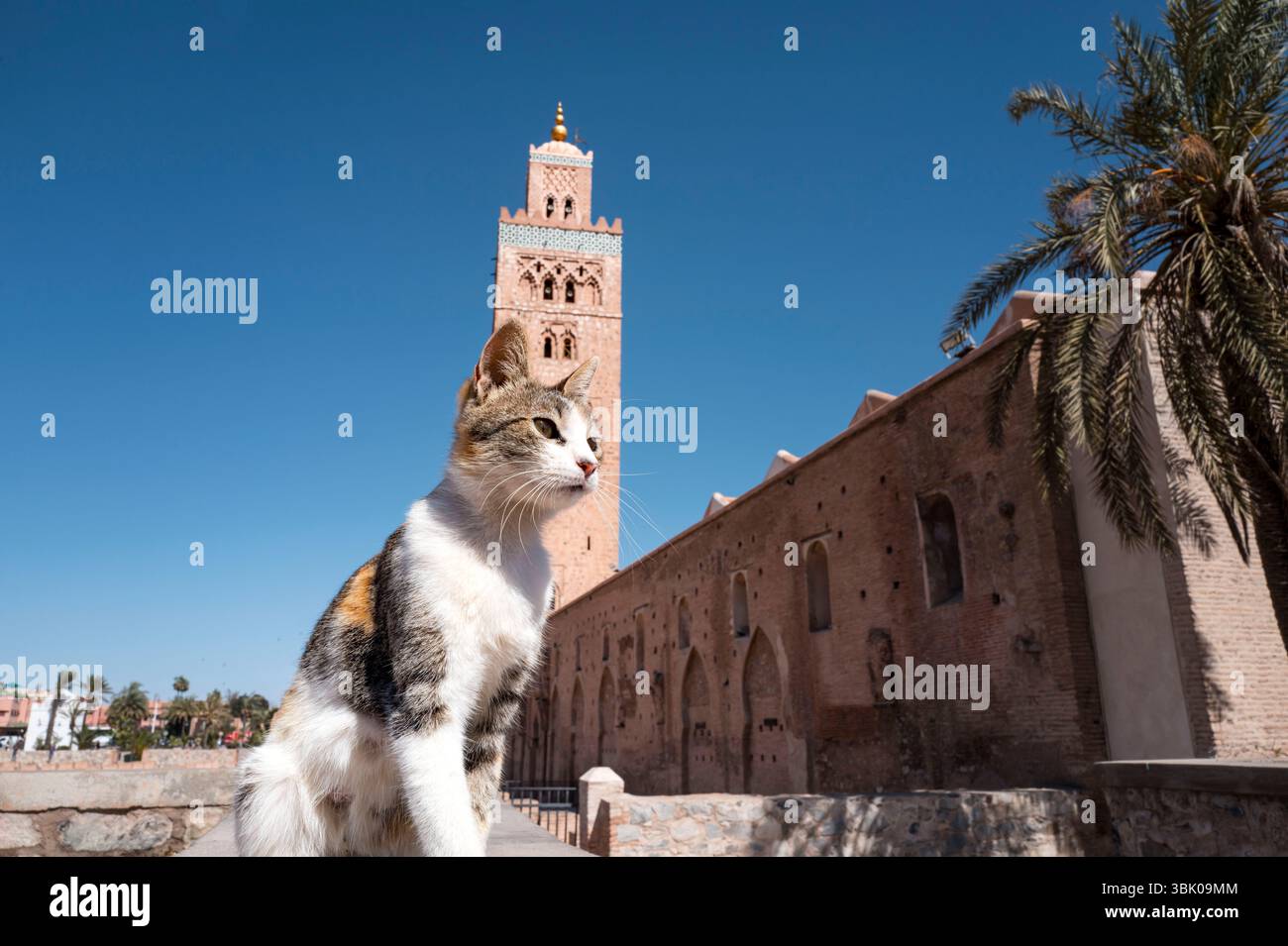 A cat with the minaret of the Koutoubia Mosque in the background ...