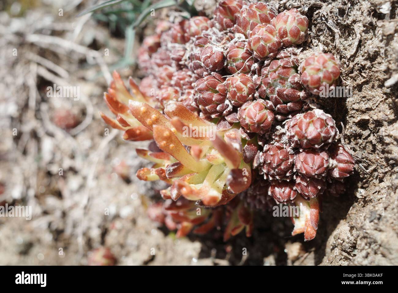 Small succulent flowers, possibly Sempervivum species, growing in clusters in the alpine meadows ...