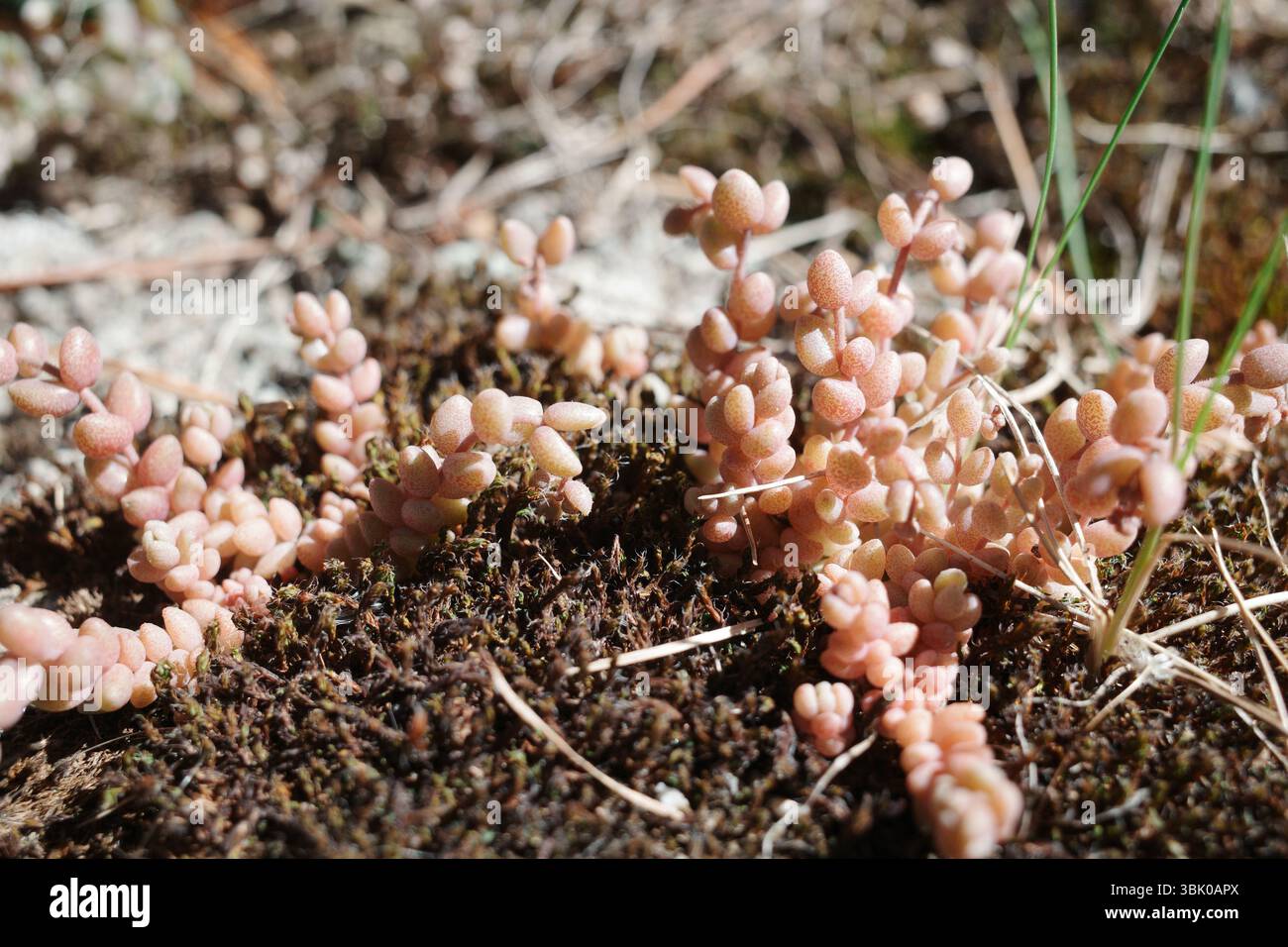Sedum dasyphyllum, also known as Corsican stonecrop, is a small ...