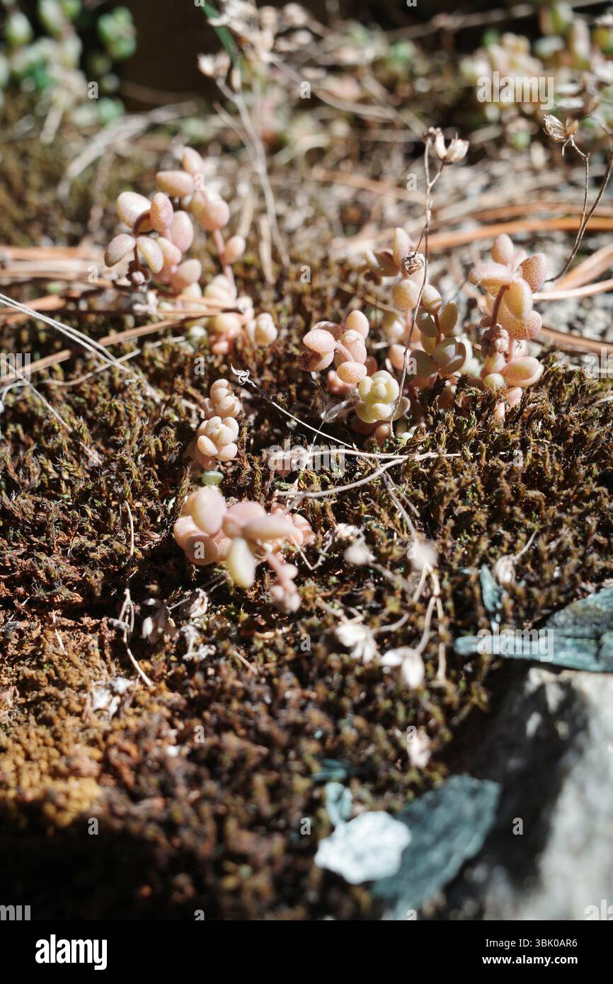 Sedum dasyphyllum l hi-res stock photography and images - Alamy