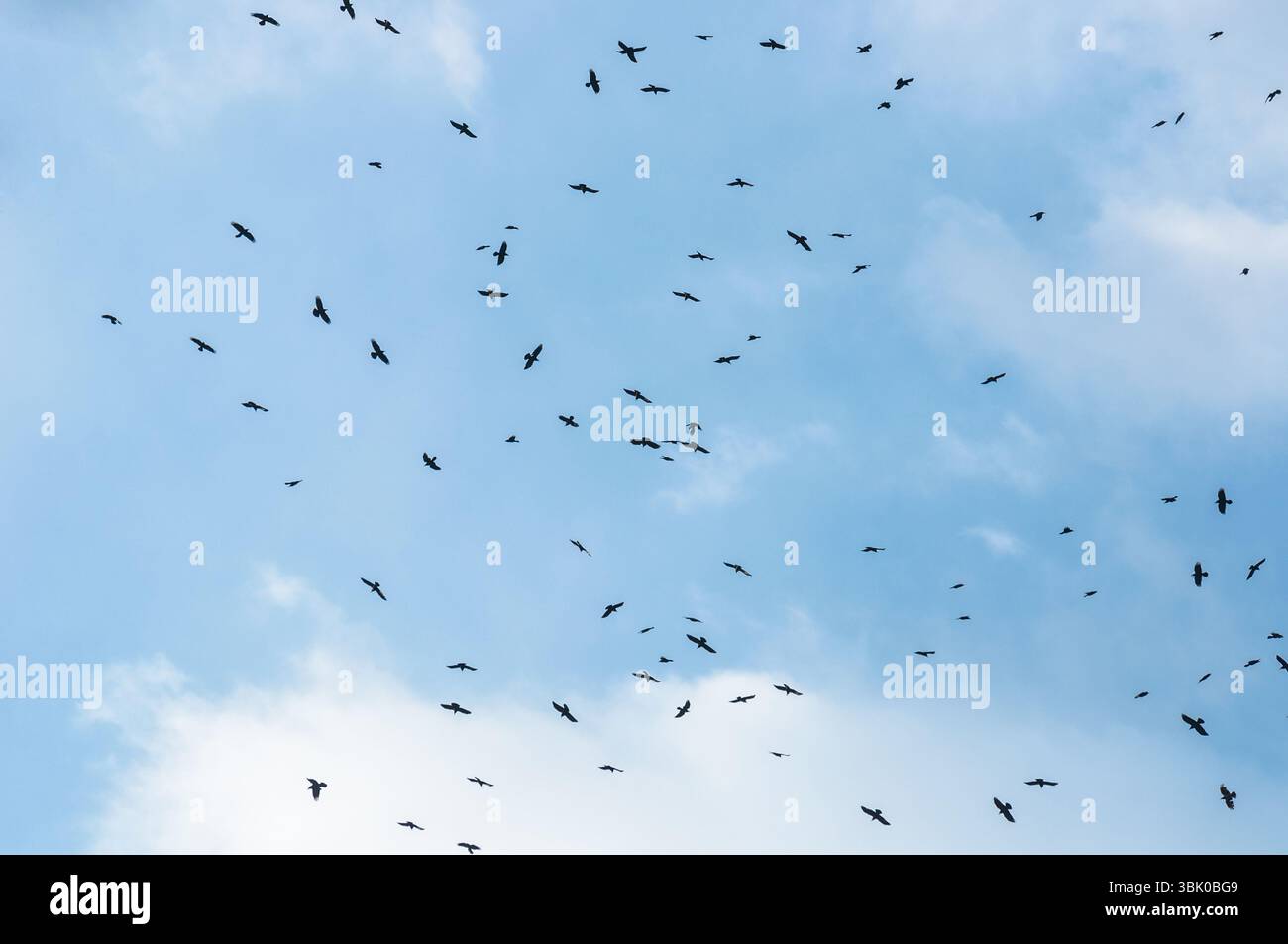 Group of black crows hi-res stock photography and images - Alamy