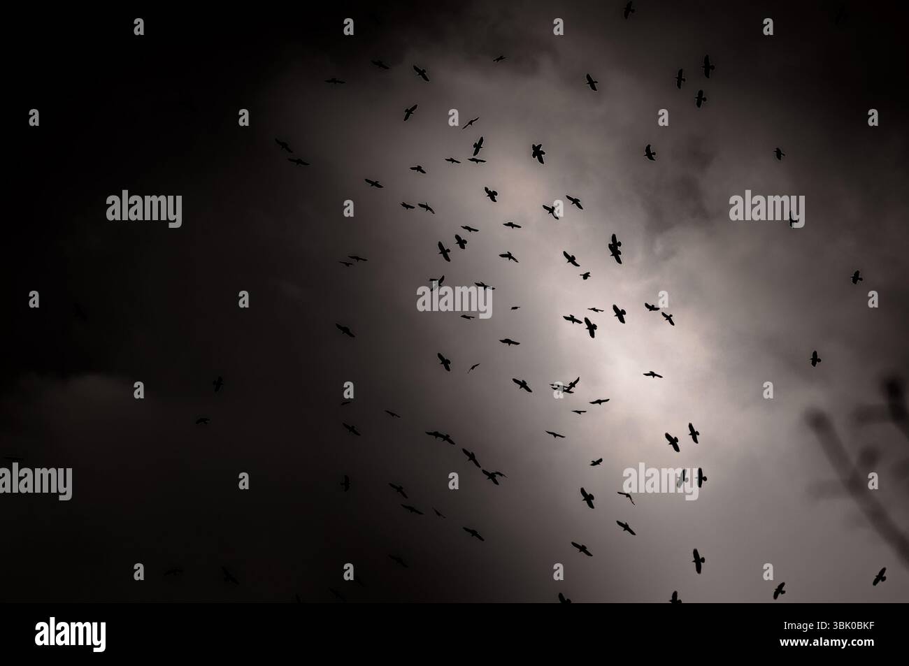 Large group crows against blue hi-res stock photography and images - Alamy